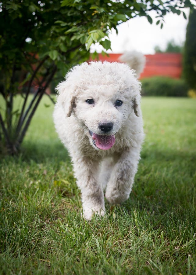 Kuvasz puppy stock photo. Image of puppy, guard, hungarian - 73078192