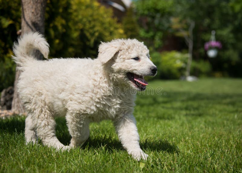 Kuvasz puppy stock photo. Image of field, livestock, white - 73078220