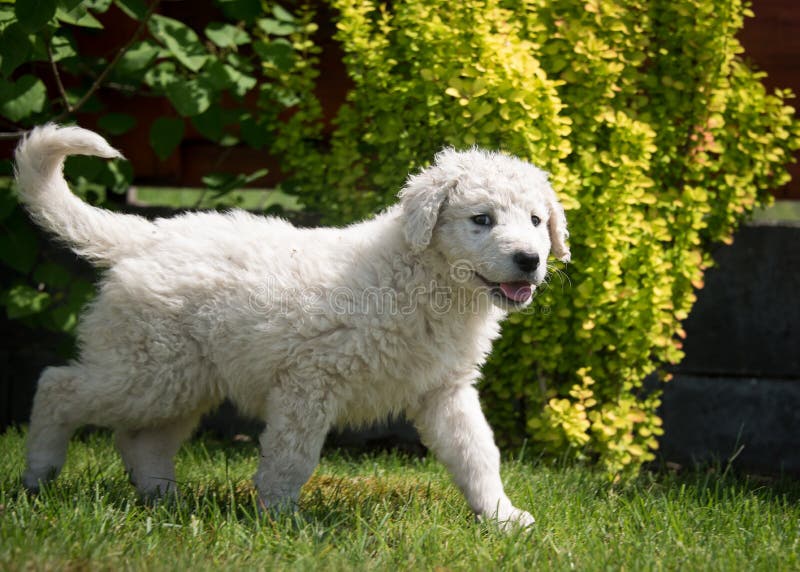 Kuvasz puppy stock photo. Image of livestock, white, garden - 73078228