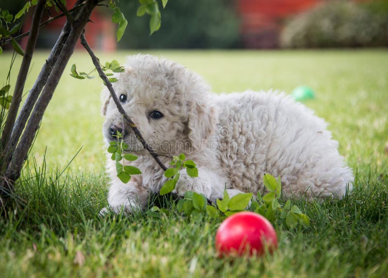 Kuvasz puppy stock photo. Image of puppy, happy, white - 73078596