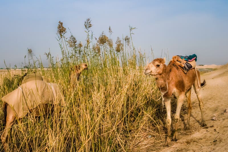 A Camel with a Pack of Its Back in Kuwait Desert Stock Image - Image of ...