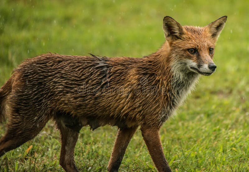 Kvinnlig Argbigga För Röd Räv Som Poserar I En Gräsäng, Prins Edward ...