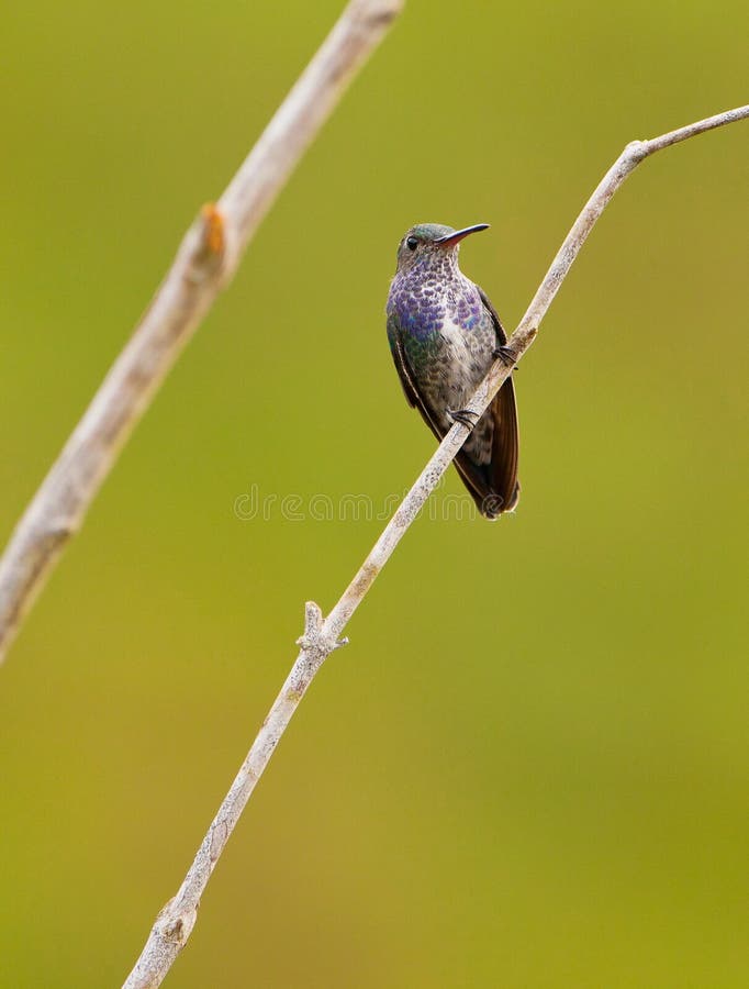 Kvinnlig Bikolibri På En Filial Fotografering för Bildbyråer - Bild av ...