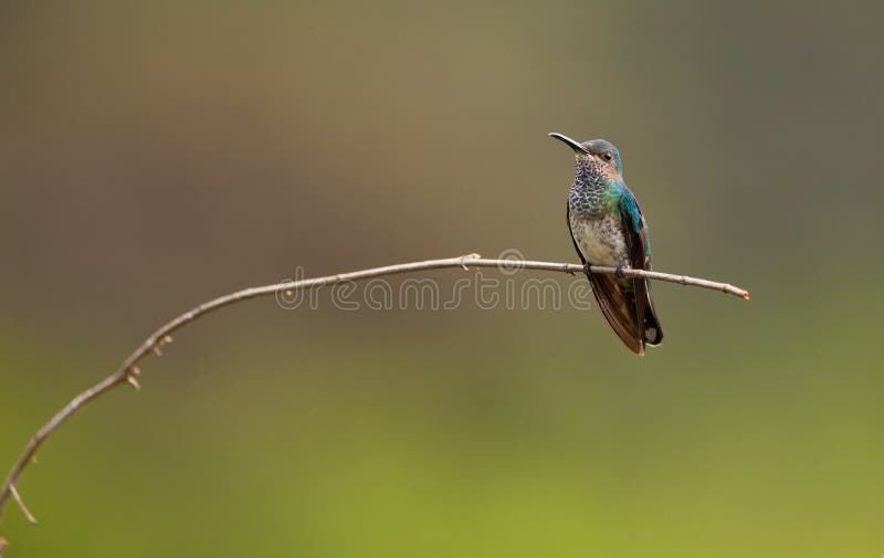 Kvinnlig Bikolibri På En Filial Fotografering för Bildbyråer - Bild av ...