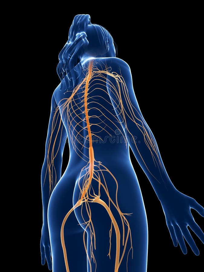 Kvinnliga nerver stock illustrationer. Illustration av lumen - 30727634