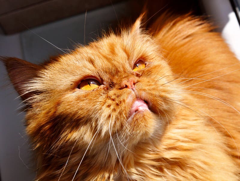 Perzische Kat Die Aan De Camera Kijken Stock Afbeelding - Image of zand ...