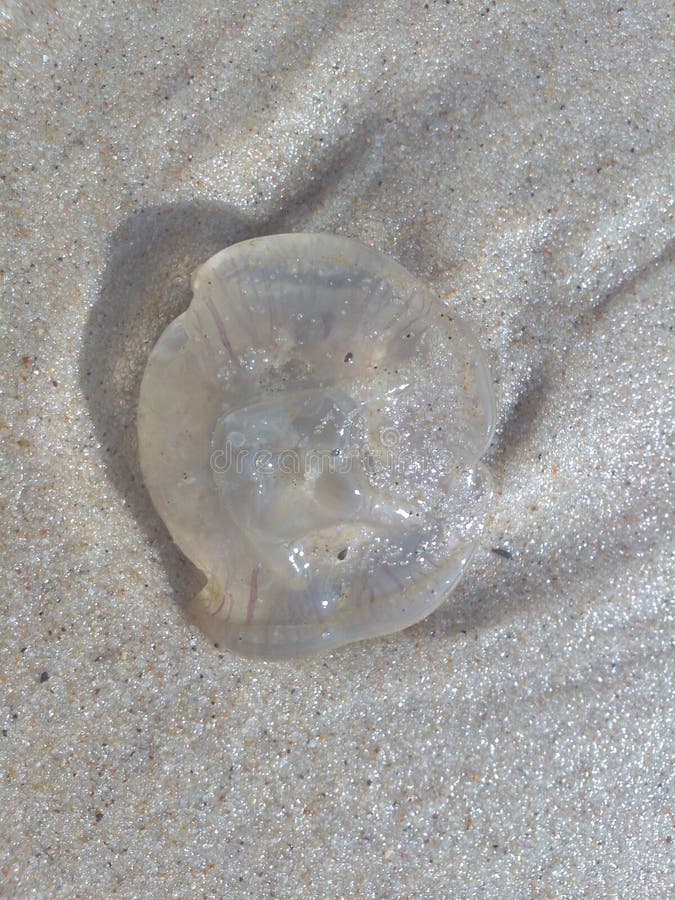 Kwal stock foto. Image of dood, mooi, kwal, klein, ligt - 48588884