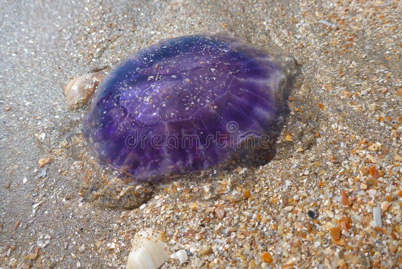 Kwal stock afbeelding. Image of kwallen, gemaakt, foto - 48693695