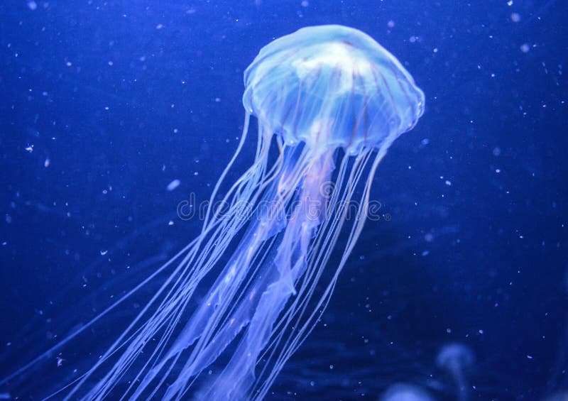 Kwal stock foto. Image of dood, mooi, kwal, klein, ligt - 48588884