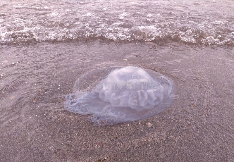 Kwal in surf stock afbeelding. Image of branding, zand - 236116719