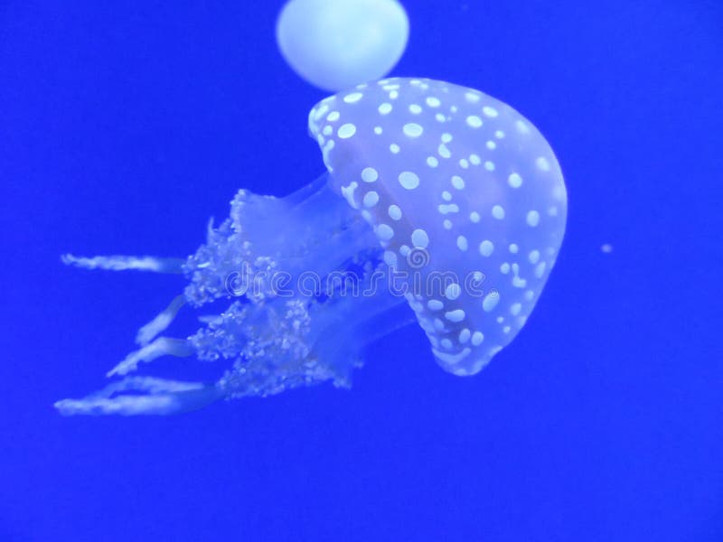 Kwallen stock afbeelding. Image of dier, tandwielen - 124298701