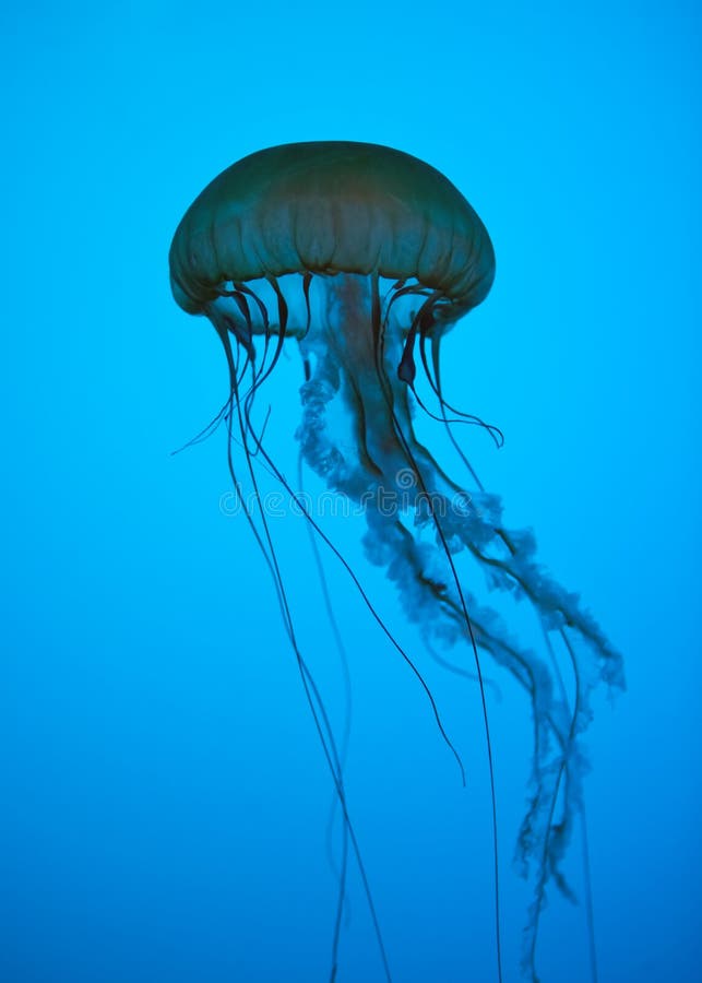 Kwallen stock foto. Image of overzees, blauw, vloeistof - 13826916