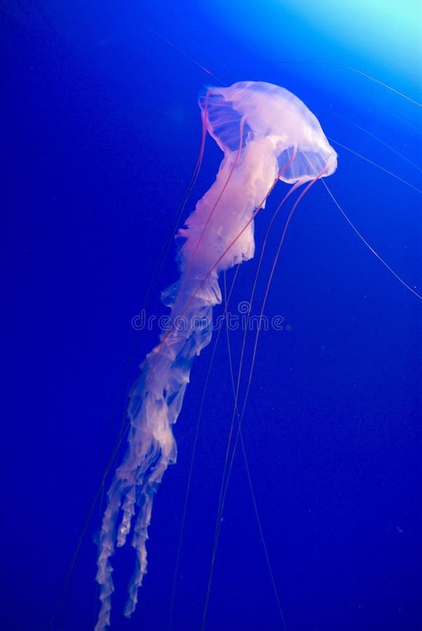 Groene kwal stock foto. Image of kwallen, hoofd, leven - 2226458