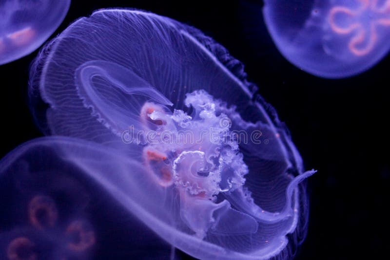 Groene kwal stock foto. Image of kwallen, hoofd, leven - 2226458