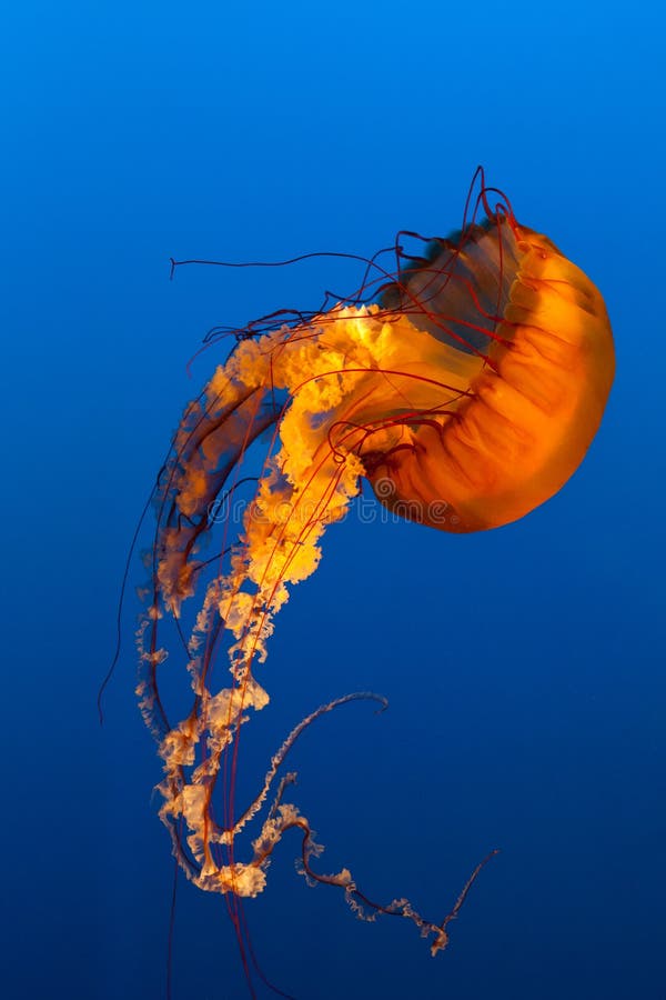Kwallen stock foto. Image of oceaan, organisme, blauw - 24096334