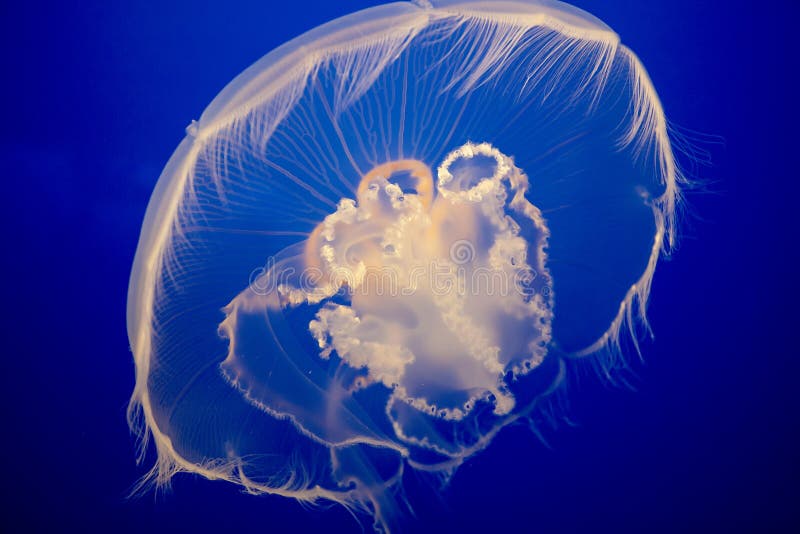 Kwallen stock afbeelding. Image of kleurrijk, leven, vissen - 38748439