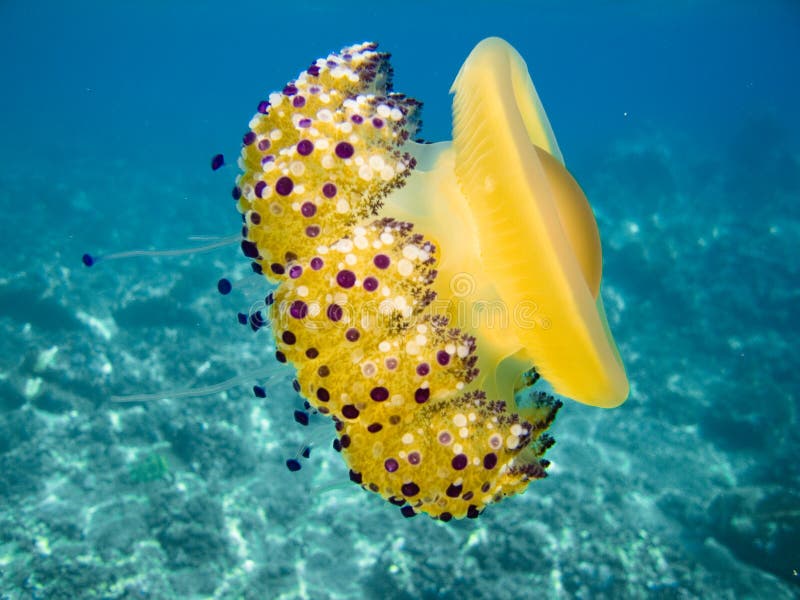 Kwallen stock foto. Image of bodem, purper, gevaar, gelei - 4193730