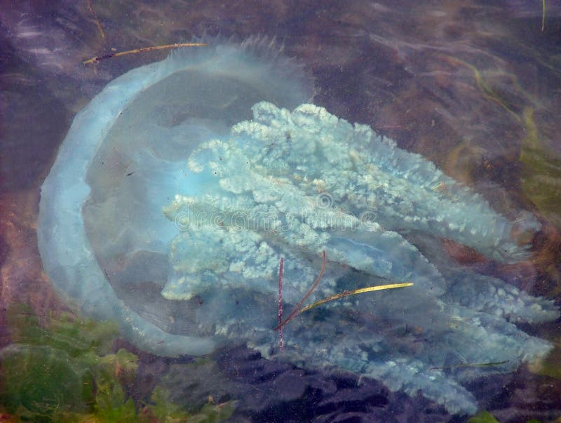 Kwal stock foto. Image of gelei, steek, uitlopers, fles - 443448