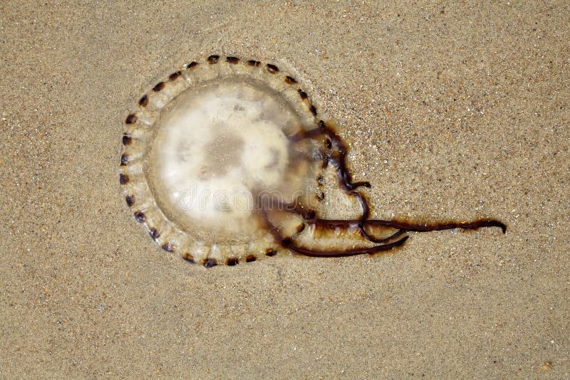 Kwallen stock afbeelding. Image of koraal, gloeien, vakantie - 51207895