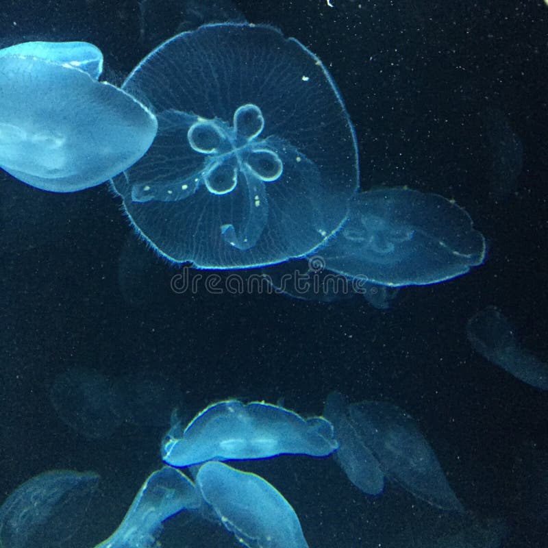 Kwallen 2 stock foto. Image of aquatisch, reeks, kwallen - 53679684