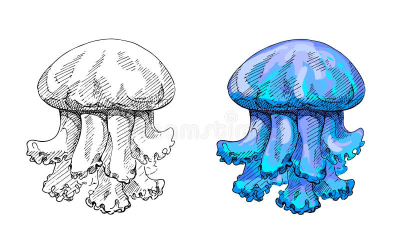 Kwallen, Hand - Gemaakte Inkttekening, Vector Vector Illustratie ...