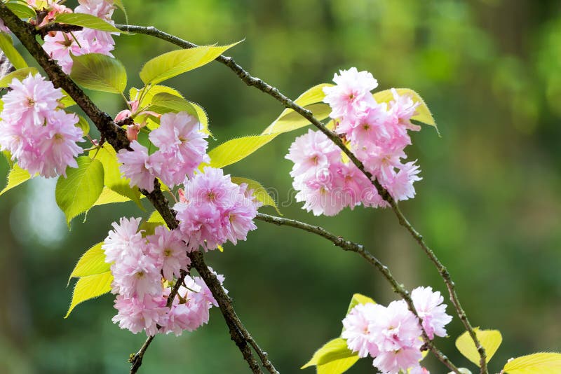 Kwanzan Cherry Bossom Flowers Stock Image - Image of branches, macro ...
