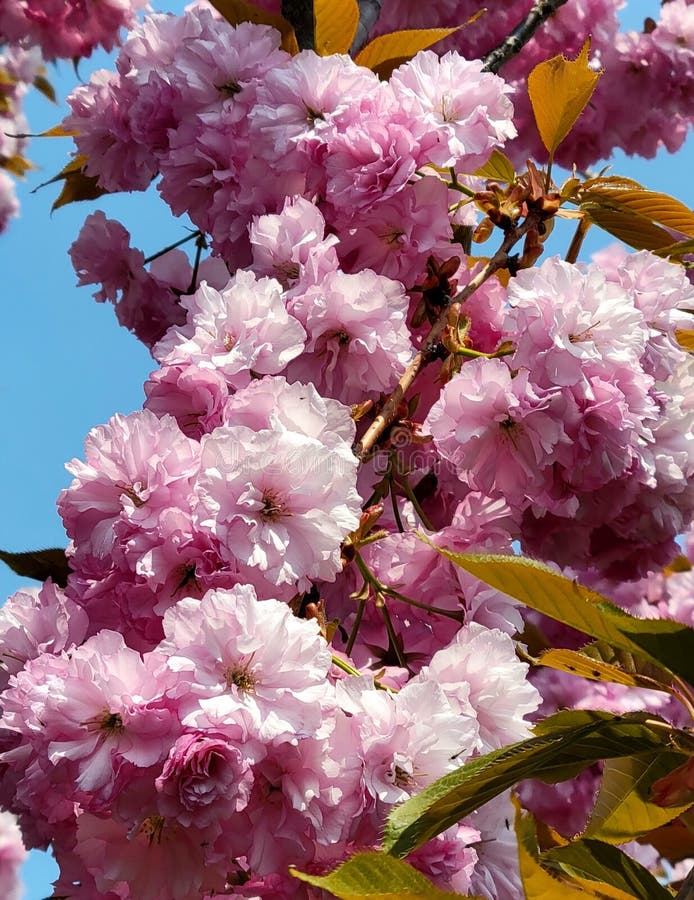 Kwanzan Cherry Tree Blossoms Stock Image - Image of tree, blossoms ...