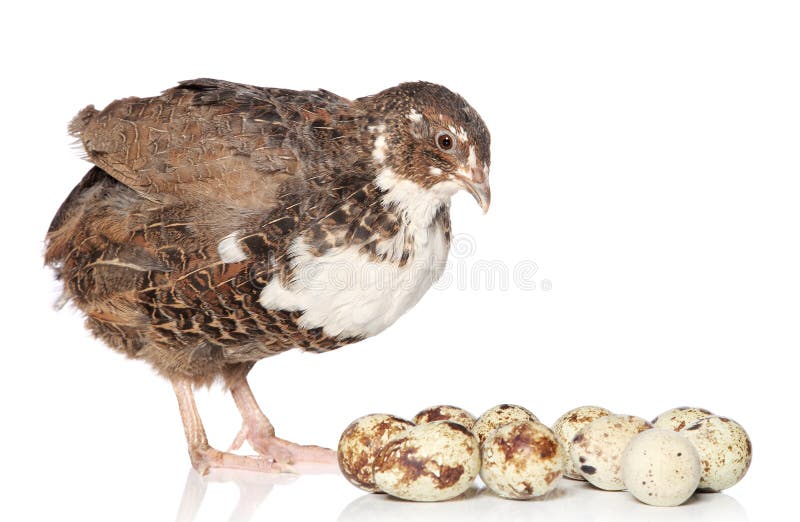 Kwartels Met Eieren Op Een Wit Stock Foto - Image of bevlekt, jong ...