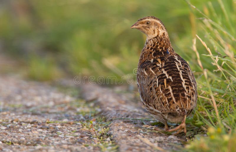 Kwartel in het veld stock afbeelding. Image of vogel - 20793033