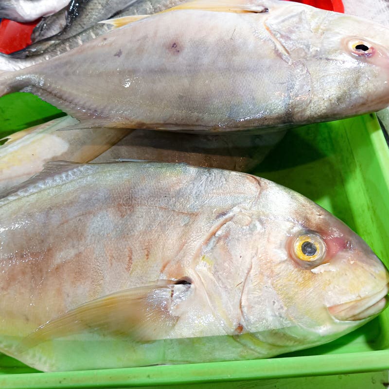 Kwe Fish Stock Photos - Free & Royalty-Free Stock Photos from Dreamstime