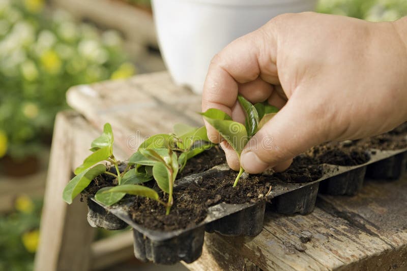 Planten kweken stock foto. Image of tuinbouw, nave, binnen - 27084658