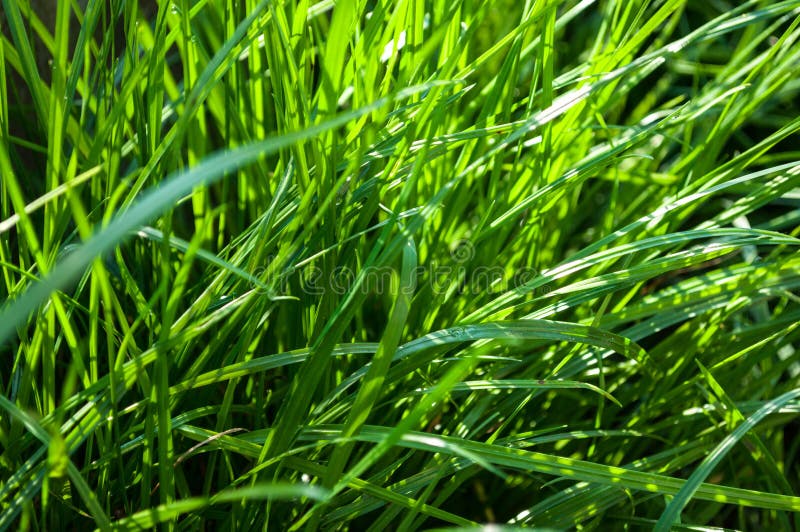 Kweekgras in Roze Kleur Met Zwarte Achtergrond Stock Afbeelding - Image ...