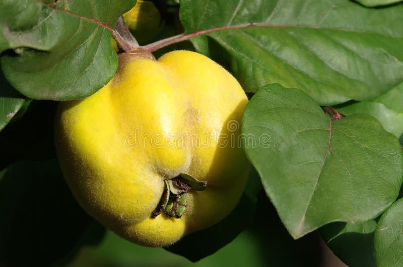 Kweepeer stock afbeelding. Image of kleur, voedsel, zwart - 102502923