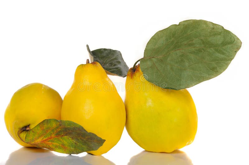 Kweepeer stock foto. Image of knippen, pectine, seizoen - 17154834