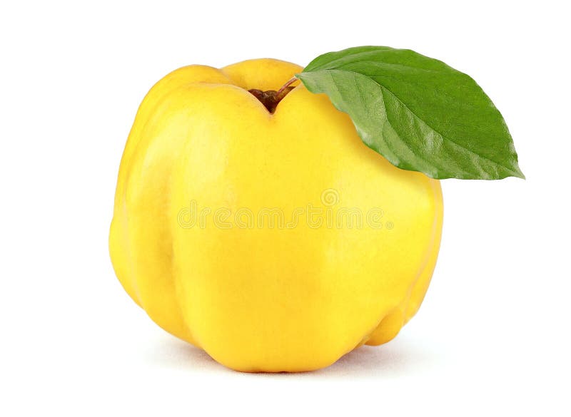 Kweepeer stock foto. Image of blad, vrucht, oezbekistaans - 28015608