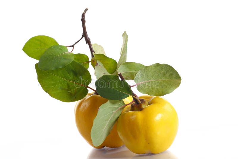 Kweepeer stock afbeelding. Image of pectine, rijp, ingrediënt - 34031887