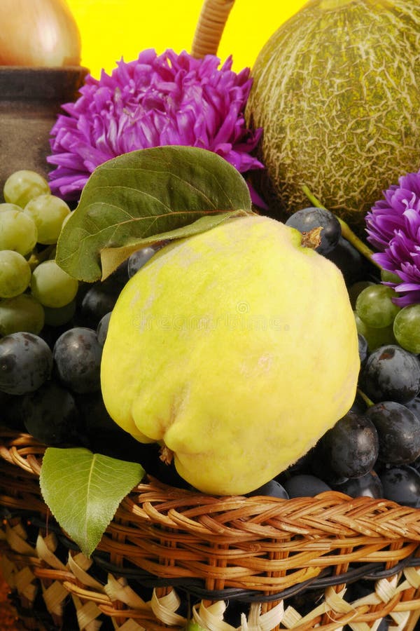 Kweepeer stock afbeelding. Image of leven, landbouw, kweepeer - 3448475