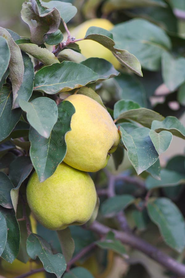 Kweepeer stock afbeelding. Image of buiten, geel, vrucht - 66330557
