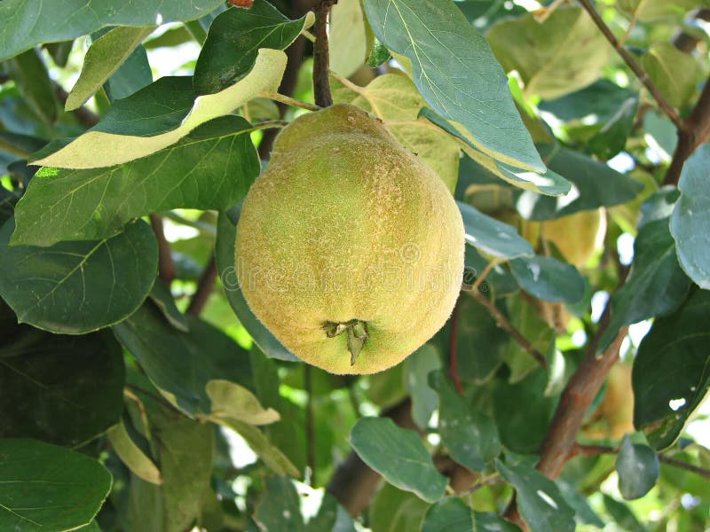 Kweepeer-boom met vruchten stock afbeelding. Image of heerlijk - 27337785