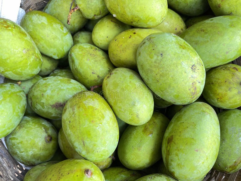 Kweni Mango or Mangifera Odorata, the Most Fragrant Mangoes Fruit Stock ...