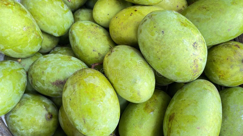 Kweni Mango or Mangifera Odorata, the Most Fragrant Mangoes Fruit Stock ...