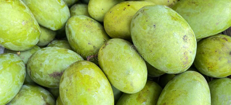 Kweni Mango or Mangifera Odorata, the Most Fragrant Mangoes Fruit Stock ...