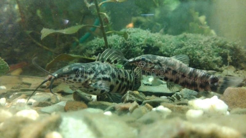 Kwi kwi stock image. Image of kwikwi, aquarium, small - 98134627