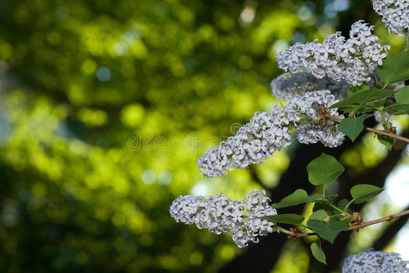 Kwiat bez obraz stock. Obraz złożonej z roślina, natura - 4738829