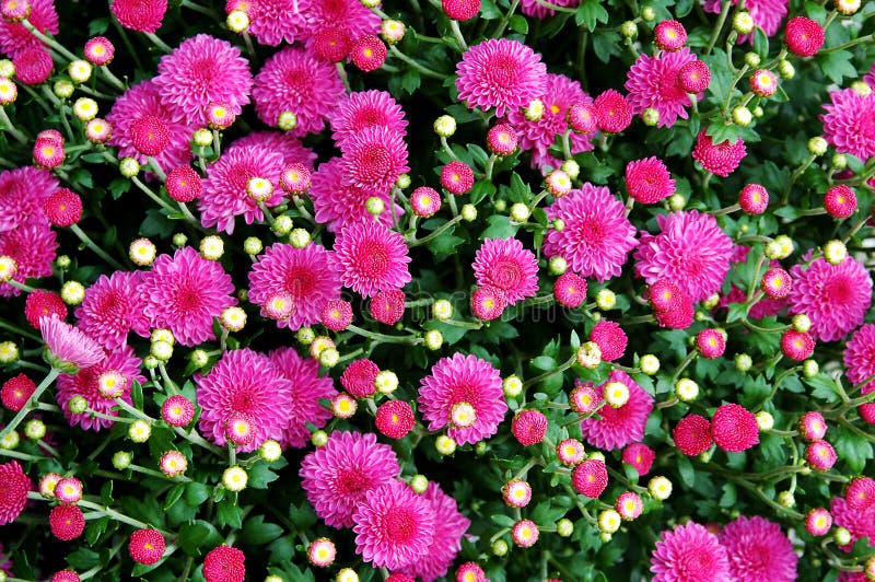 Kwiat cynie zdjęcie stock. Obraz złożonej z roślina, kolor - 6929802