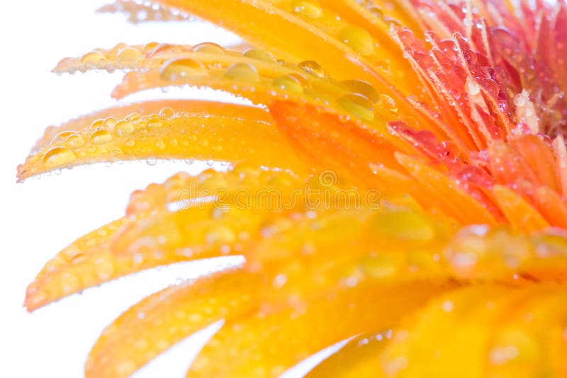 Kropel Kwiatu Makro- Pomarańcze Woda Obraz Stock - Obraz złożonej z ...