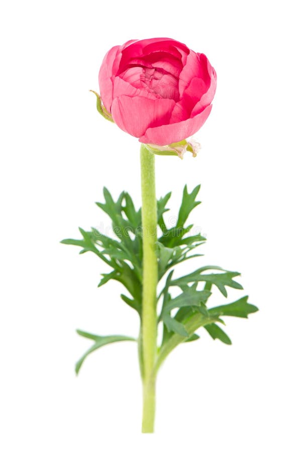 Kwiatu Ingle Menchii Ranunculus Biel Zdjęcie Stock - Obraz złożonej z ...