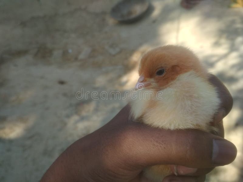 Kyckling arkivfoto. Bild av barn, höna - 164505018