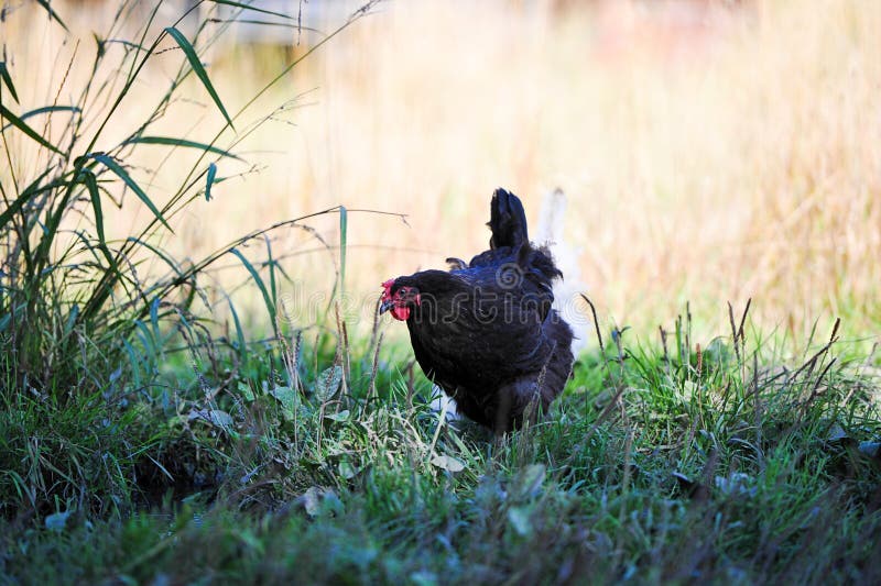 Kyckling arkivfoto. Bild av äng, lantbruk, matning, natur - 166030982