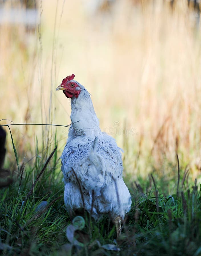 Kyckling arkivfoto. Bild av barn, fjäder, flock, äng - 166030984